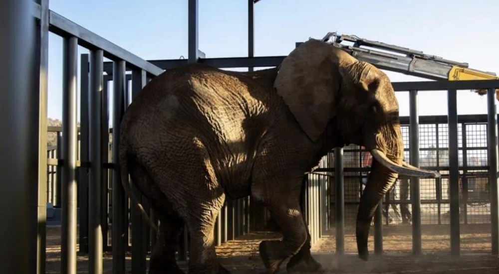 South Africa's Last Zoo Elephant Freed After 40 Years – The Whistler ...