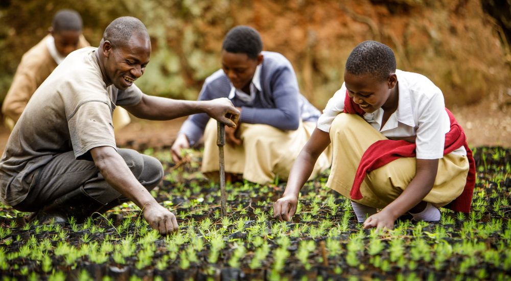 NGO Moves To Restore Five Million Mangroves In Niger Delta – The ...